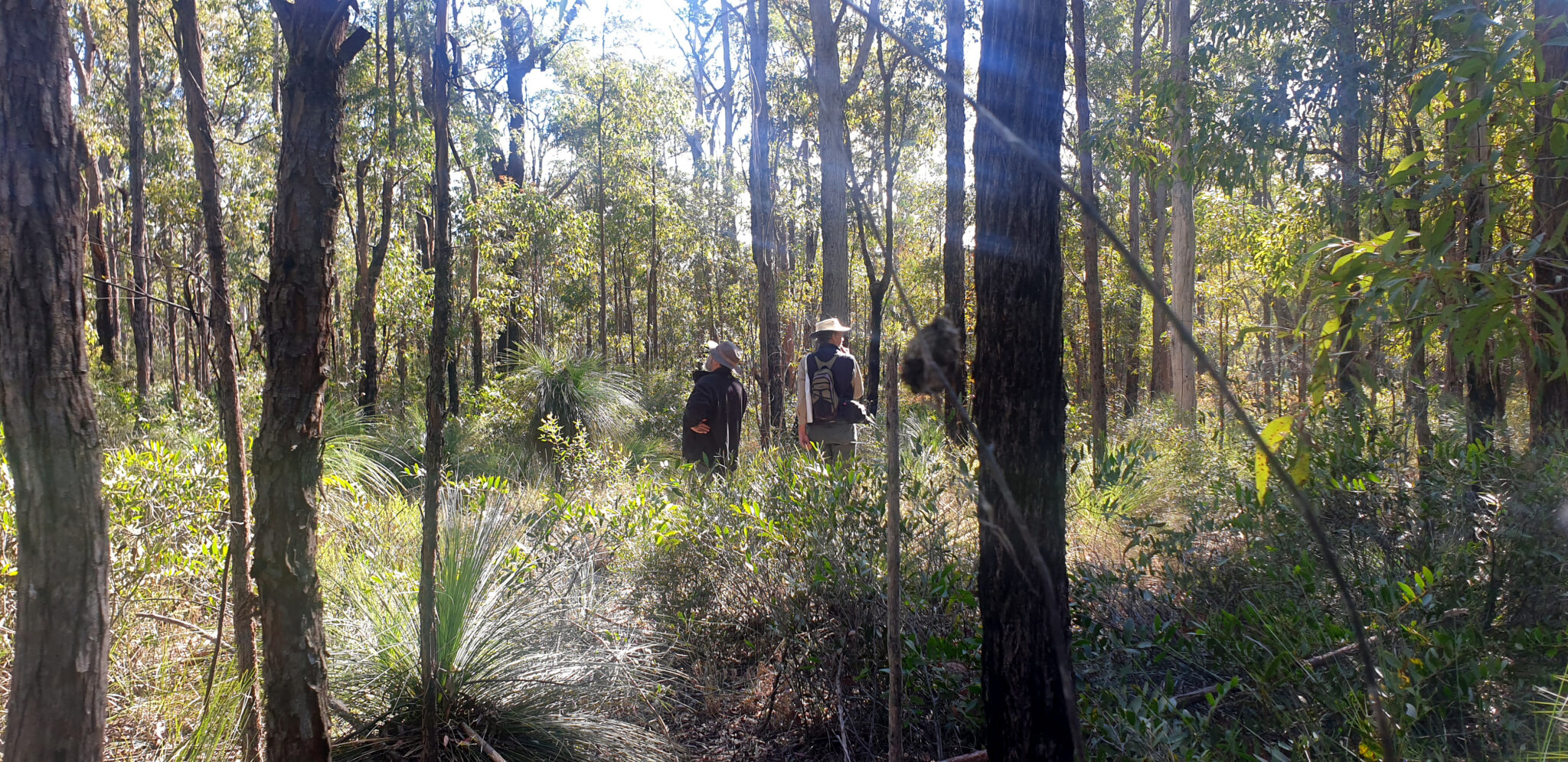 Lockyer National Park – Birdlife Southern Queensland – Darling Downs ...